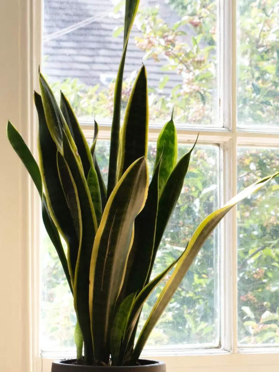9 reasons why one should keep a Snake plant in their home | Times of India
