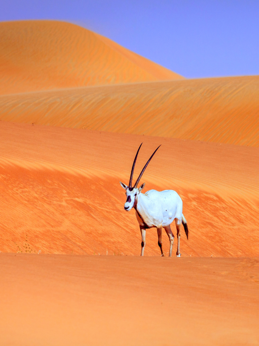 8 unique animals you can spot in the UAE, not just camels! | Times of India