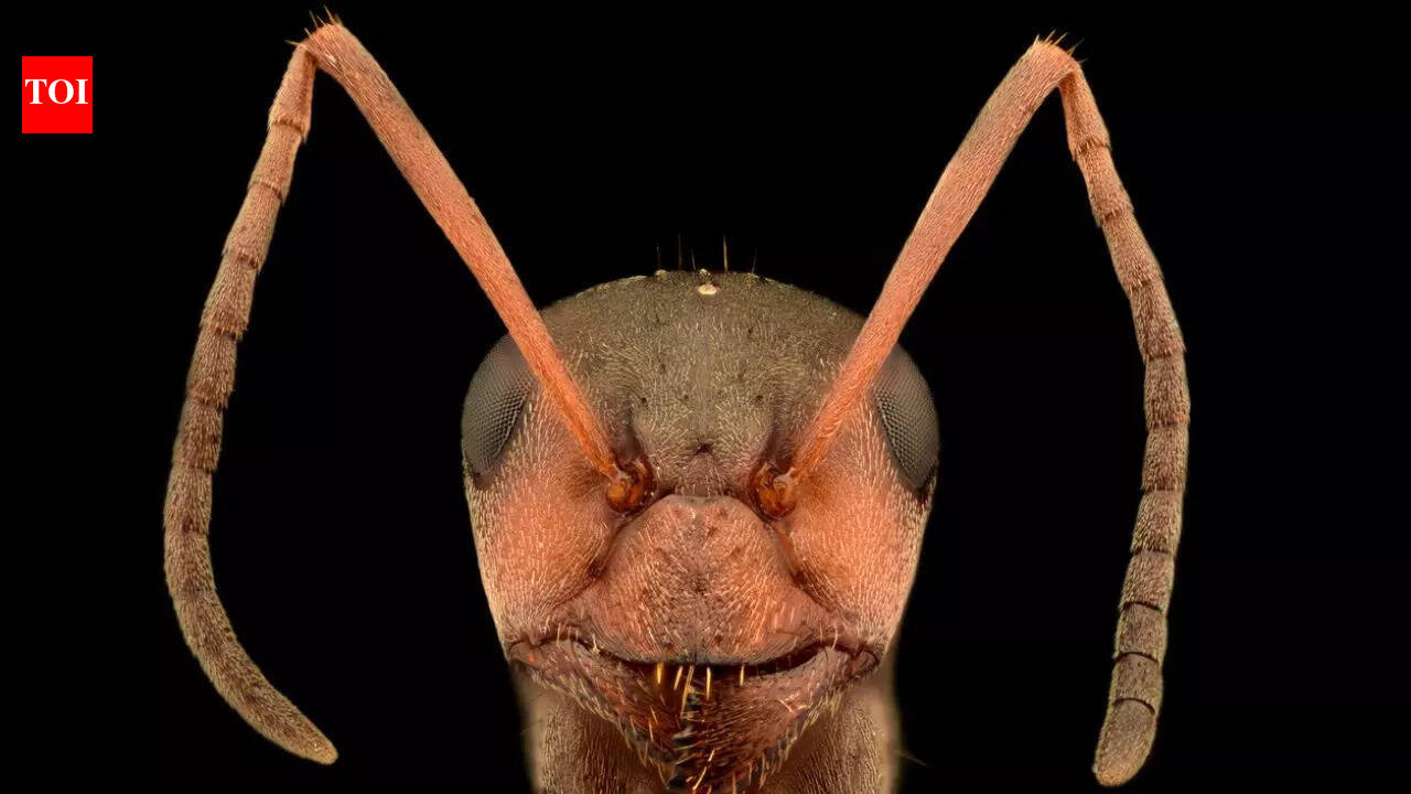 7 interesting animals who can fake their own death