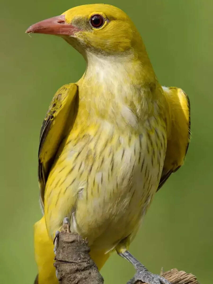 Indian birds with vibrant colours | Times of India