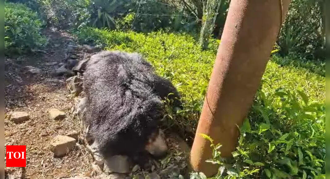 Sloth bear electrocuted at private tea estate in Coonoor | Coimbatore ...