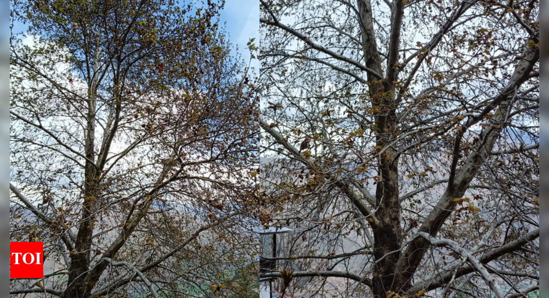 Transforming Chamba: A Solo Mission to Make Himachal Pradesh a Chinar ...