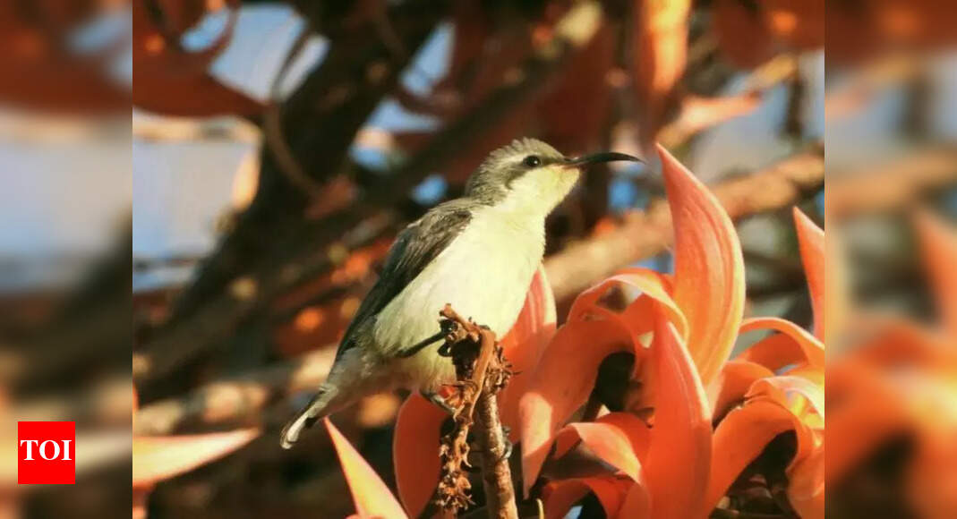 180 species recorded in terrestrial bird census at reserve forests in ...