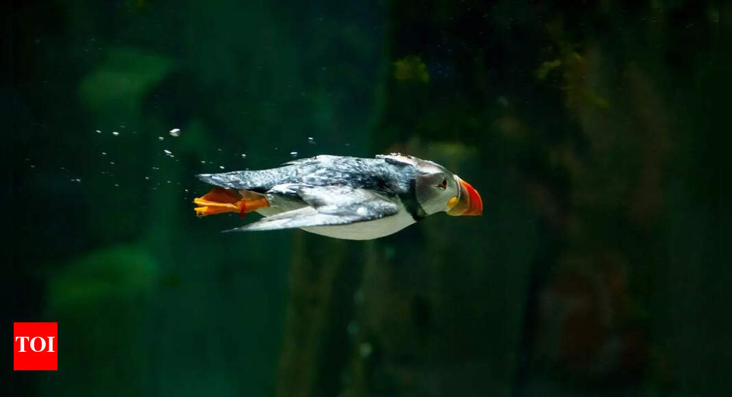 The "Michael Phelps of Birds": Is it a fish that flies or a bird that ...