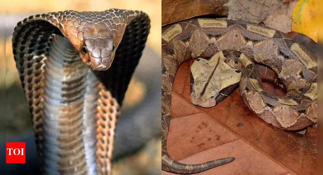 King cobra vs Gaboon viper: Know their key differences on the basis of ...