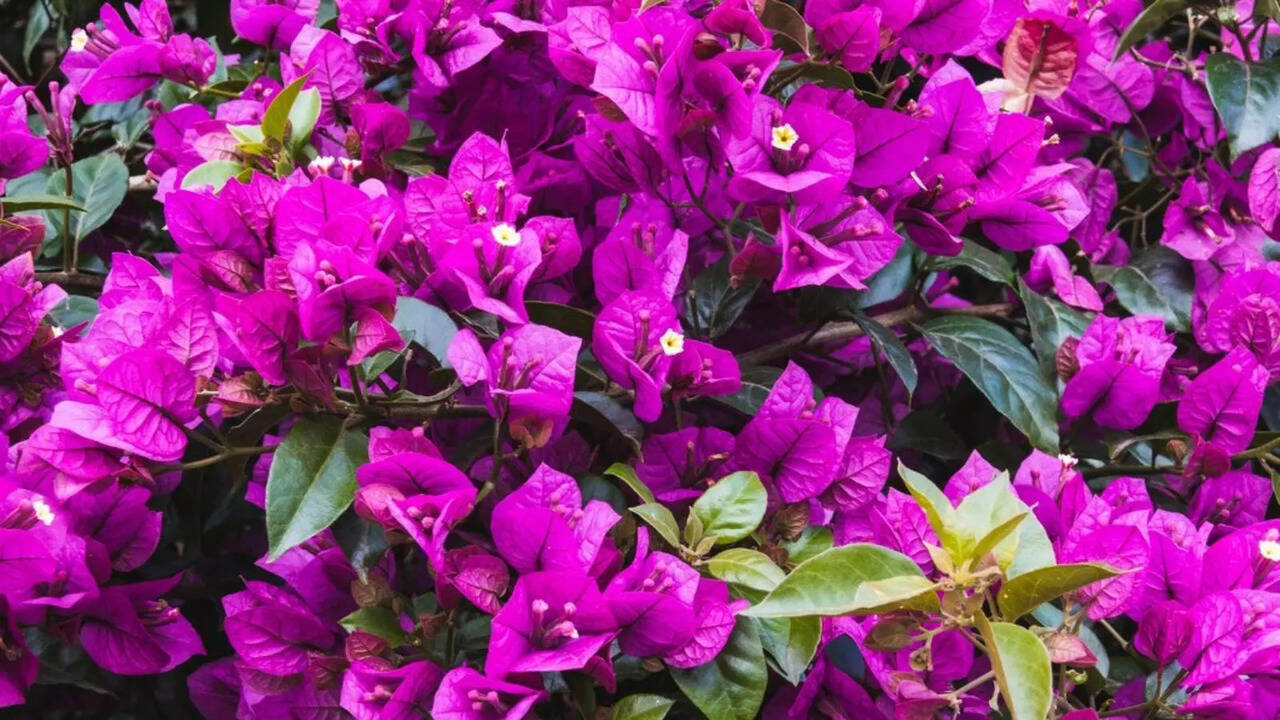 The Best Time to Plant Azaleas & How to Keep Them Blooming