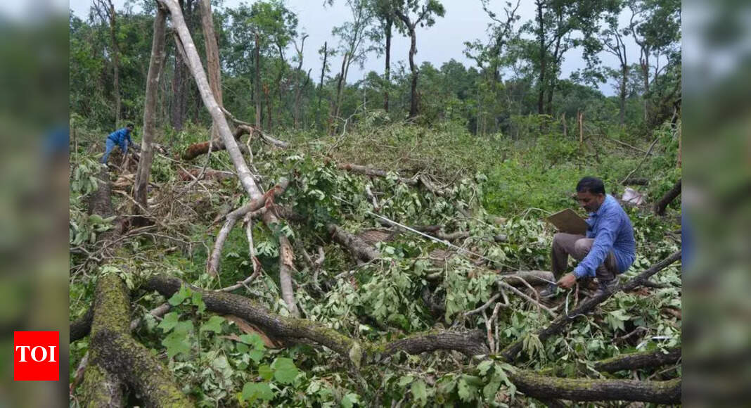 Shallow root system in EWS caused 2024 tree destruction | Hyderabad ...