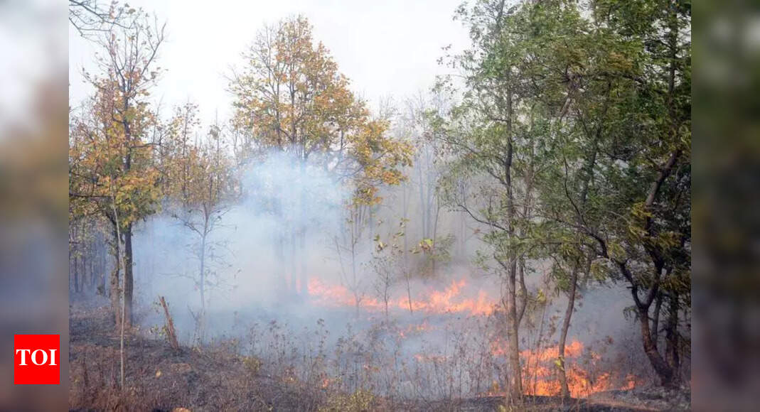 Jharkhand forest department battles fire incidents with limited ...