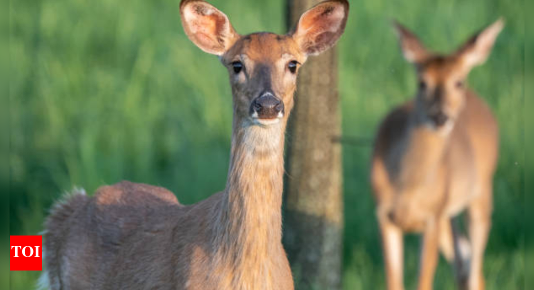 'Zombie' deer spotted in Ohio, US: All about the condition seen in deer ...