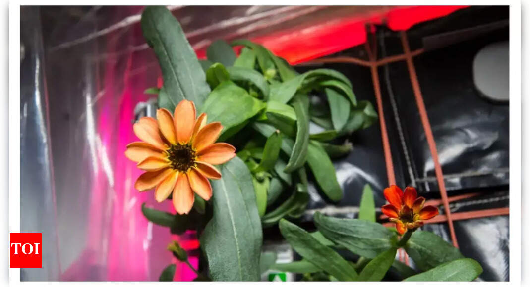 Meet Zinnia - the first flower ever grown in space! - The Times of India