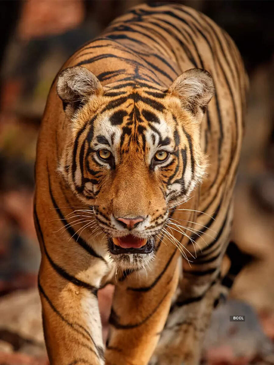 Asian national animals with fascinating symbols of heritage | Times of ...