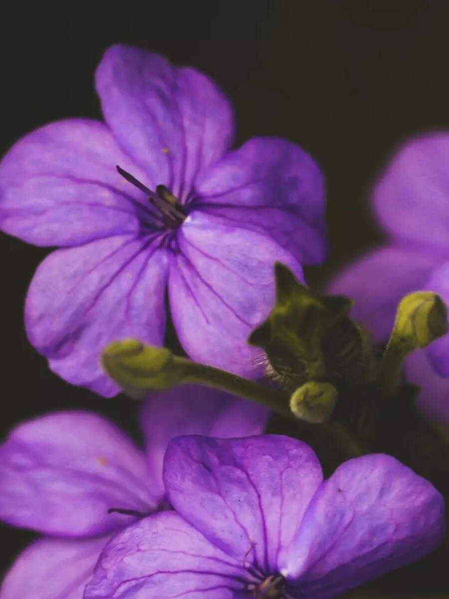 10 most beautiful purple flowers for the home and garden | Times of India