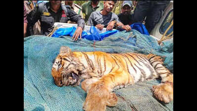 Dead tiger had week-old wound in chest: Officials | Kochi News - The ...