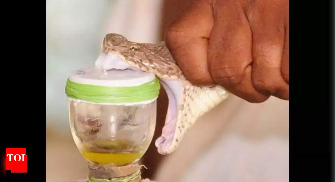 How the Irula tribe teaches children to extract venom from snakes like ...