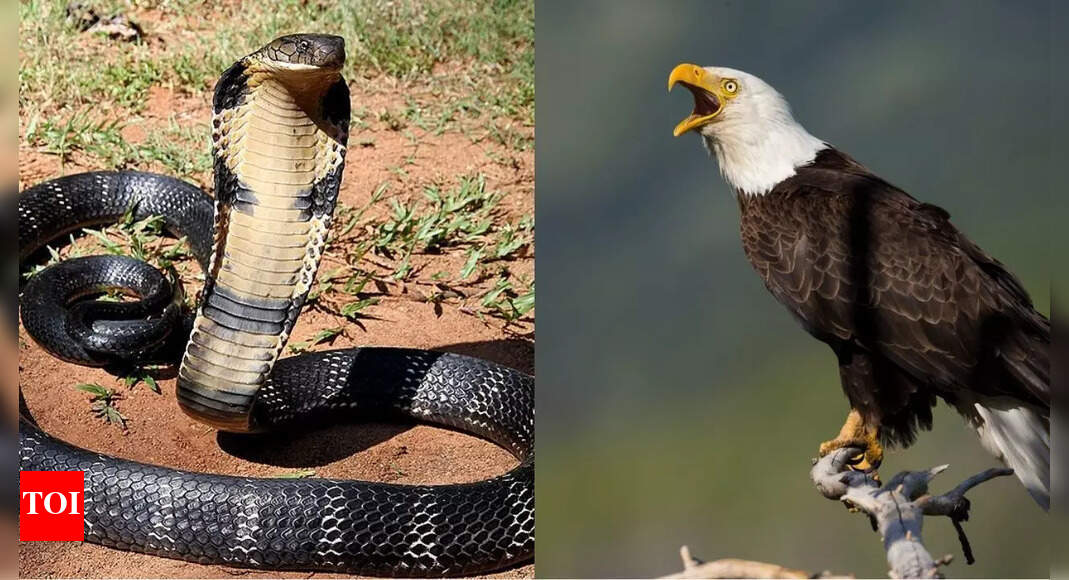 King cobra vs Eagle: Key difference on the basis of speed, strength ...