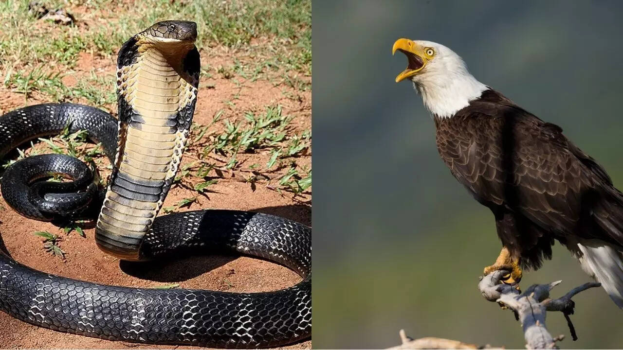 Eagle Catching Green Snake