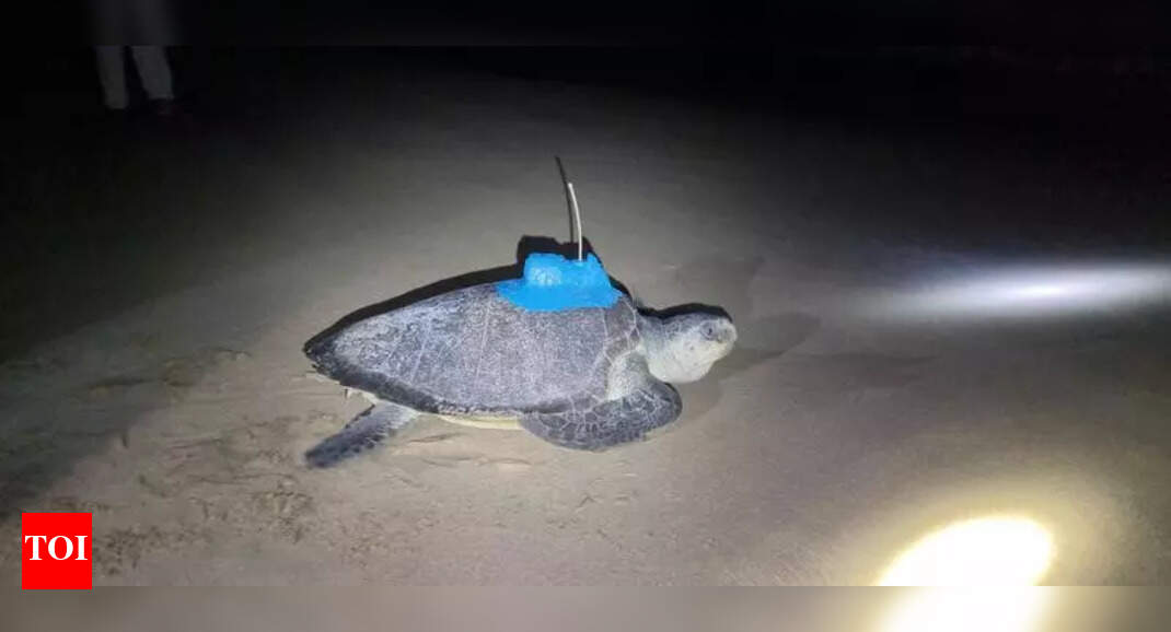 After 17 yrs, state to resume tracking of Olive Ridleys | Bhubaneswar ...