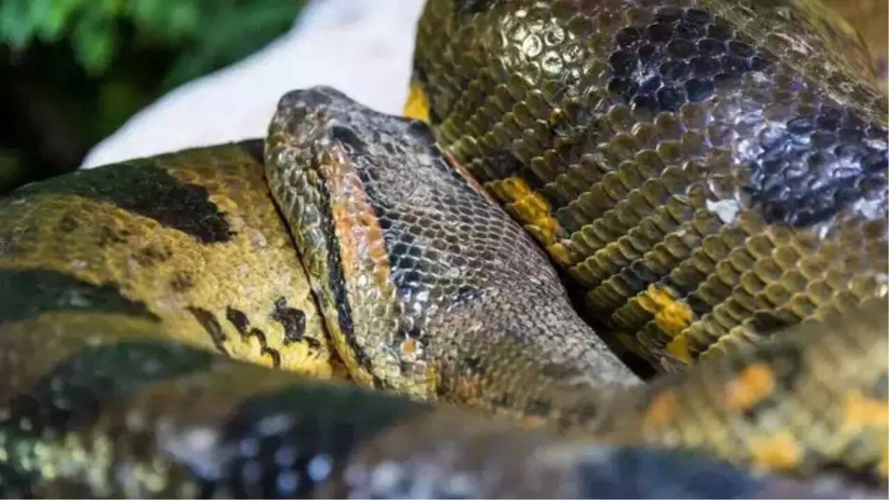 King Anaconda Snake Biggest Snakes In The World By Length And By