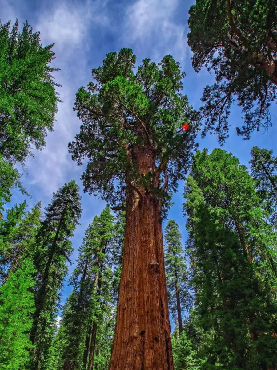 9 oldest living trees in the world and where to spot them | Times of India