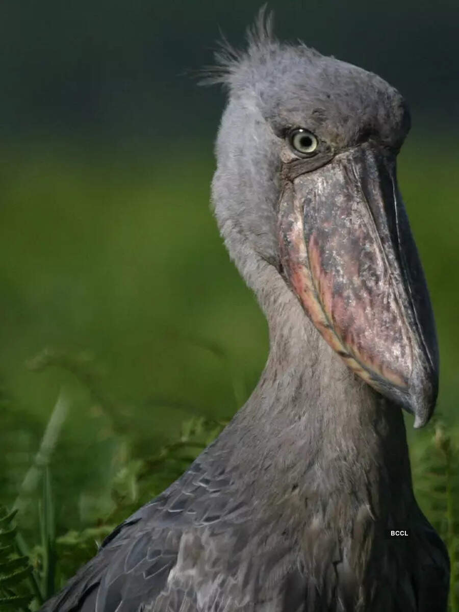 10 birds with most unique beaks