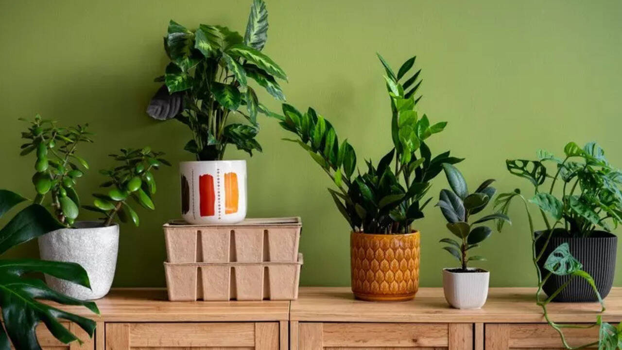 How to Pick the Ideal Pot for Your Plants