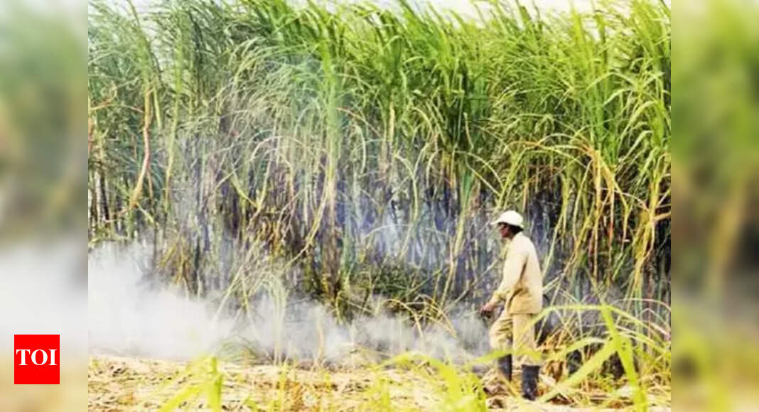 Dip in sugar prodn in UP after diseases grip cane variety | Lucknow ...