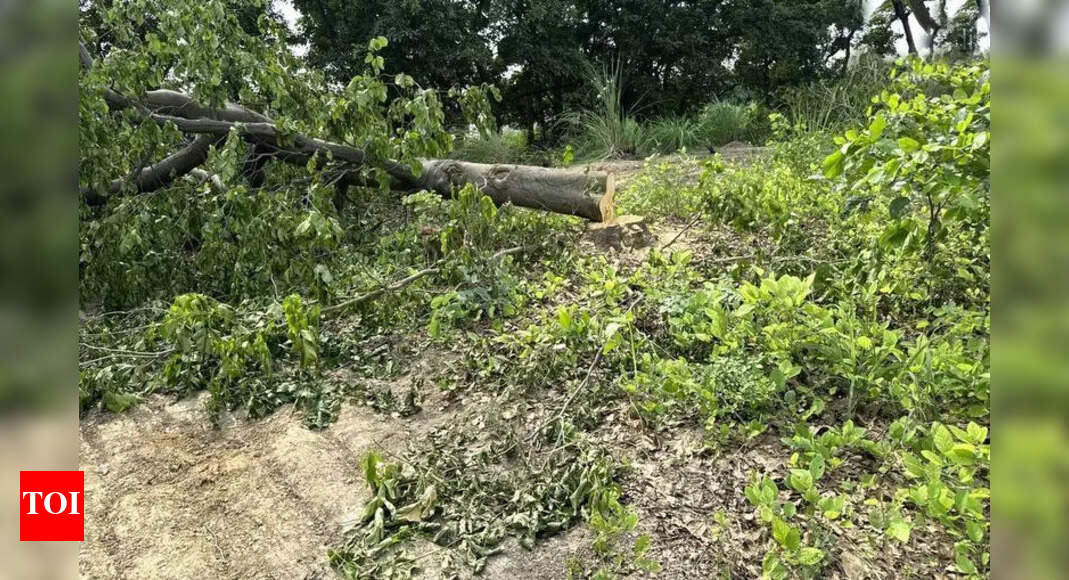 Kanwar corridor: Trees cut beyond 20m periphery? NGT wants govt to find ...