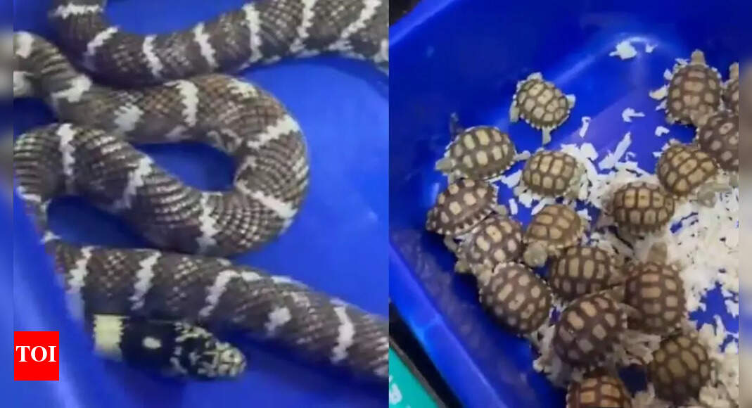 Watch: 11 rare snakes, 18 iguanas, 50 tortoises among exotic animals ...