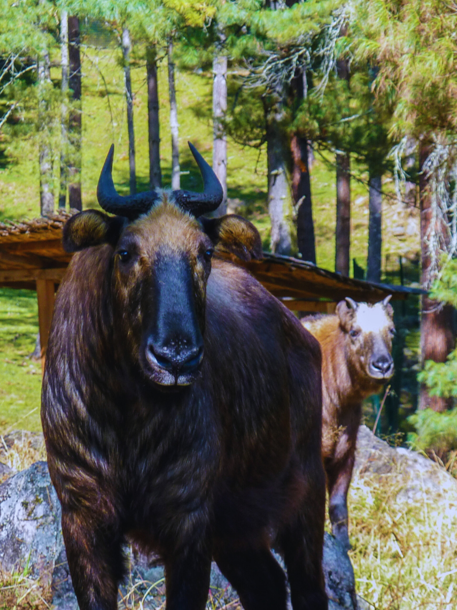 In pics: World’s 8 most unexpected national animals | Times of India
