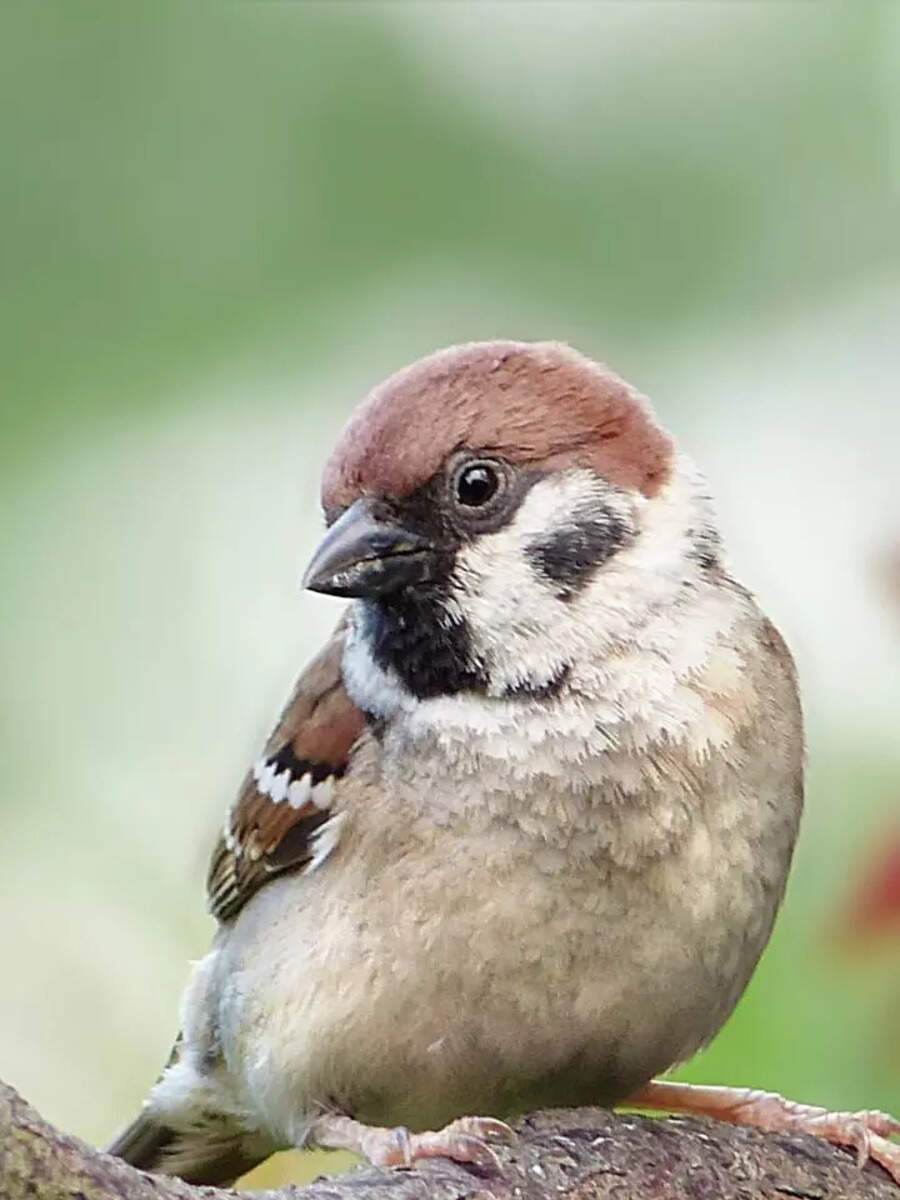 World Sparrow Day 2025: 10 most interesting facts about sparrows ...