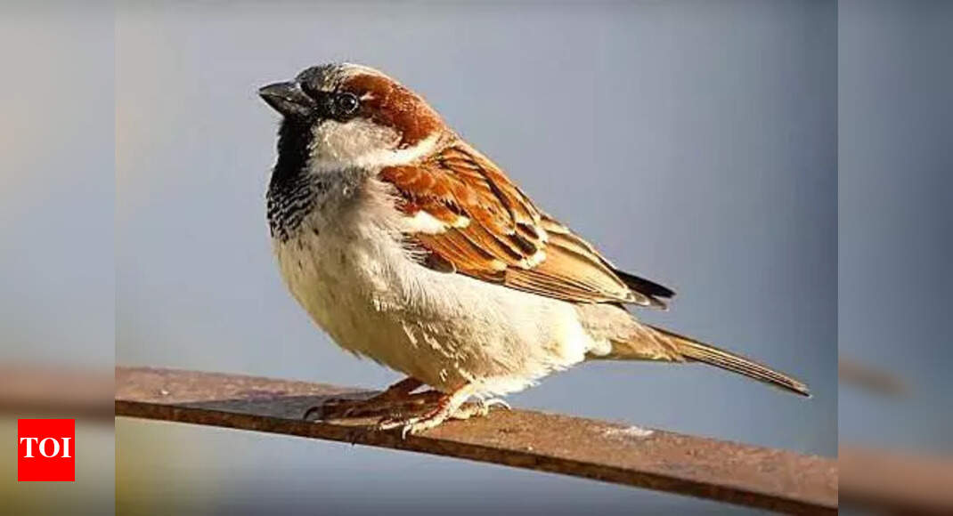 ‘Gauraiya Bihar’ app launched to prepare sparrow database | Patna News ...