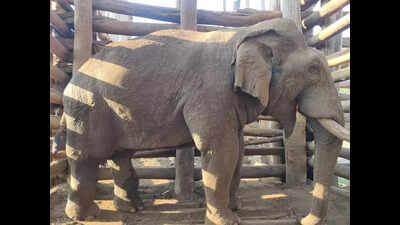 Rescued jumbo Kajur Karna suffers from serious injuries | Mysuru News ...