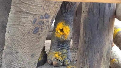 Rescued jumbo Kajur Karna suffers from serious injuries | Mysuru News ...