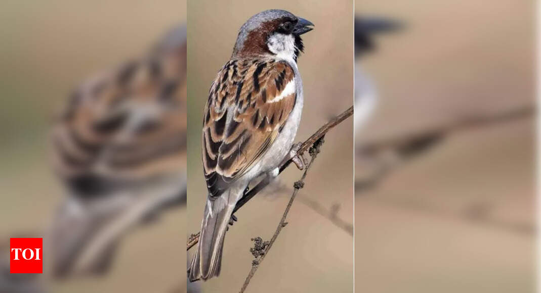 Sparrows ‘disappearing’ from hills, experts blame shrinking green cover ...