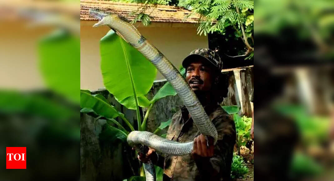 Snake rescuer bitten by cobra dies at CMCH | Coimbatore News - The ...
