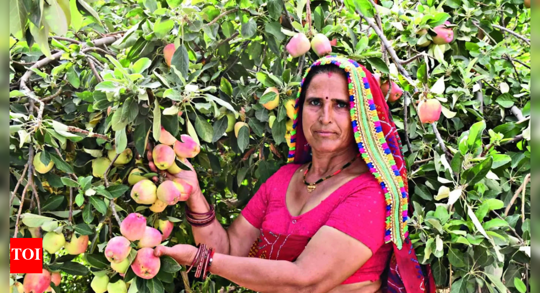 Himalayan apples in Rajasthan: Farmers grow orchards in the scorching ...