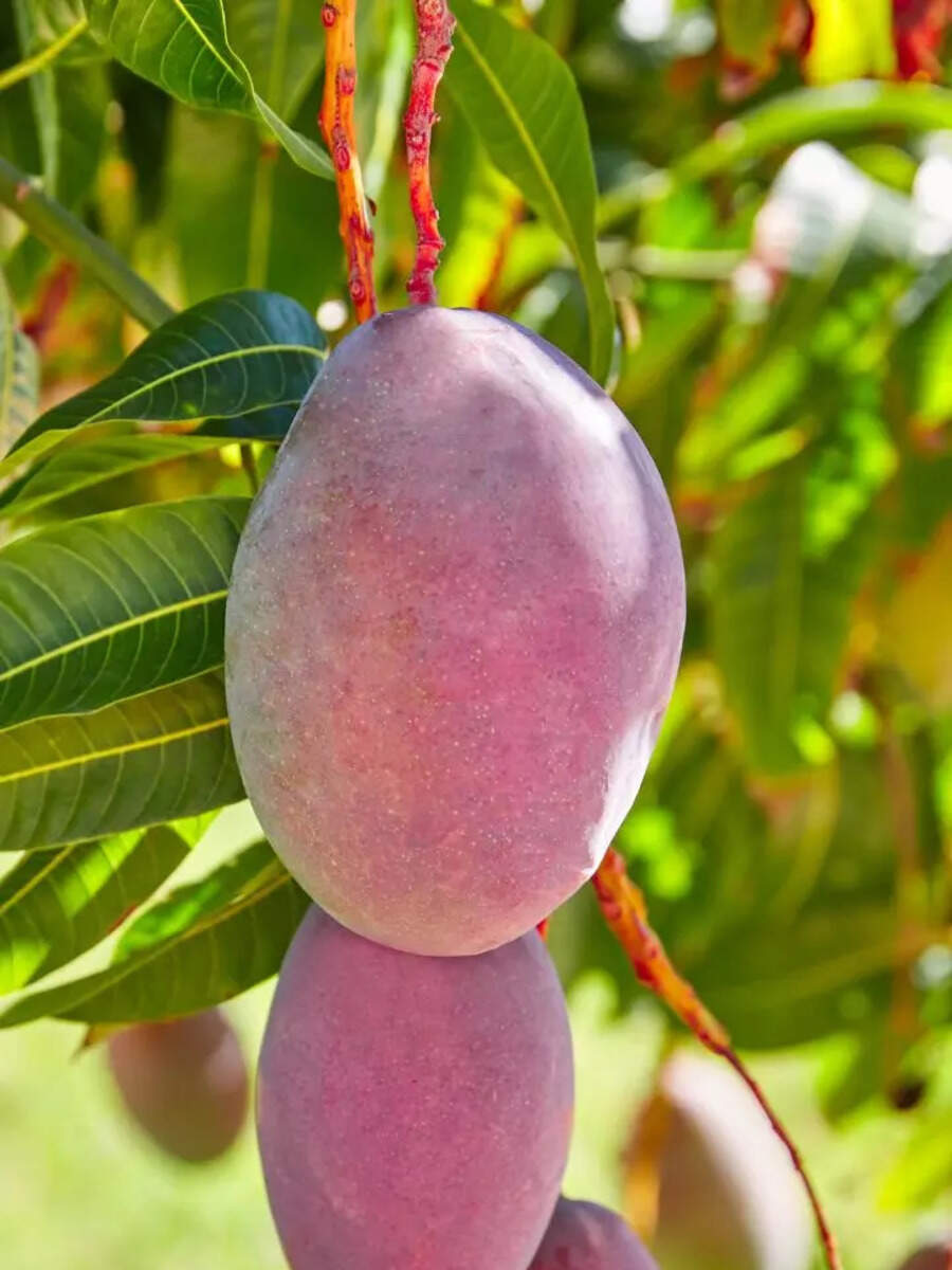 Japanese miyazaki mangoes: How to grow famous Japanese Miyazaki mangoes ...