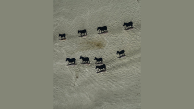 Can you spot the hidden zebras in this incredible aerial photograph ...