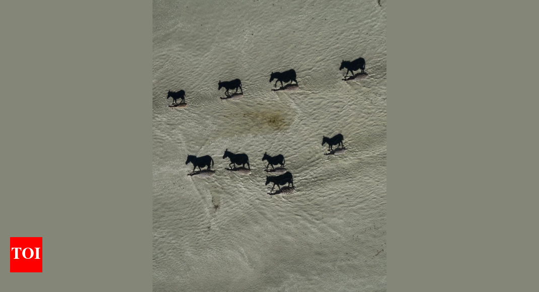 Can you spot the hidden zebras in this incredible aerial photograph ...