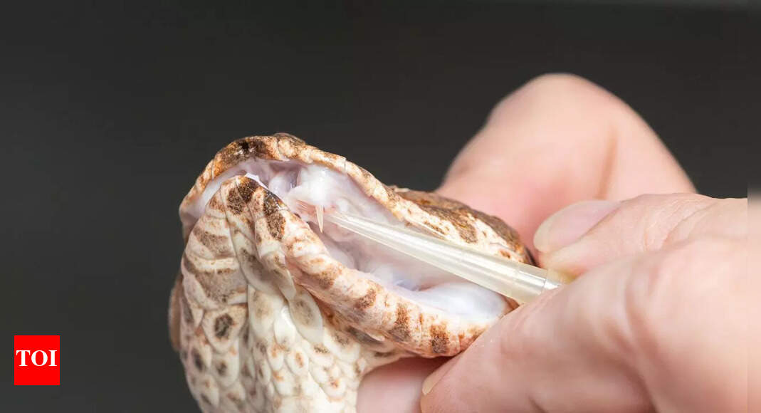 This three-fanged venomous snake may be the ‘world's most dangerous death adder’ | - The Times ...