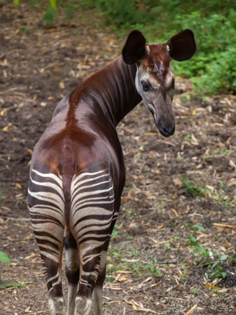 10 animals with unique and distinct markings on their body | Times of India
