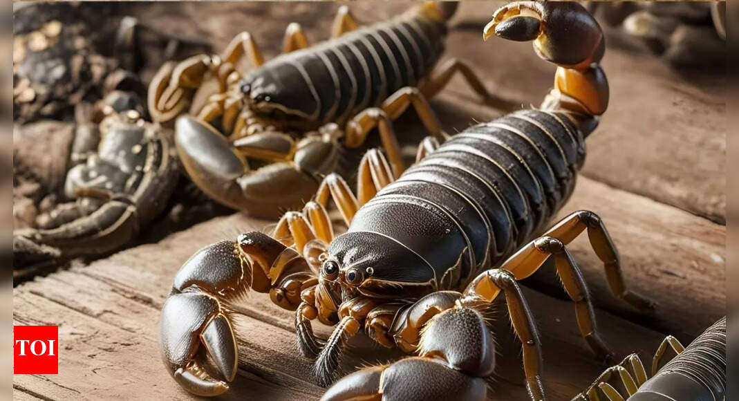 Viral video: Scorpion farms that yield $10 Million per liter of venom ...
