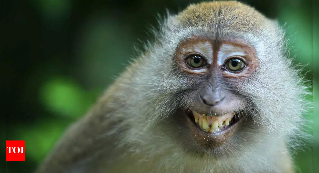 “I thought my life was over!” Tourist’s monkey horror caught on camera ...