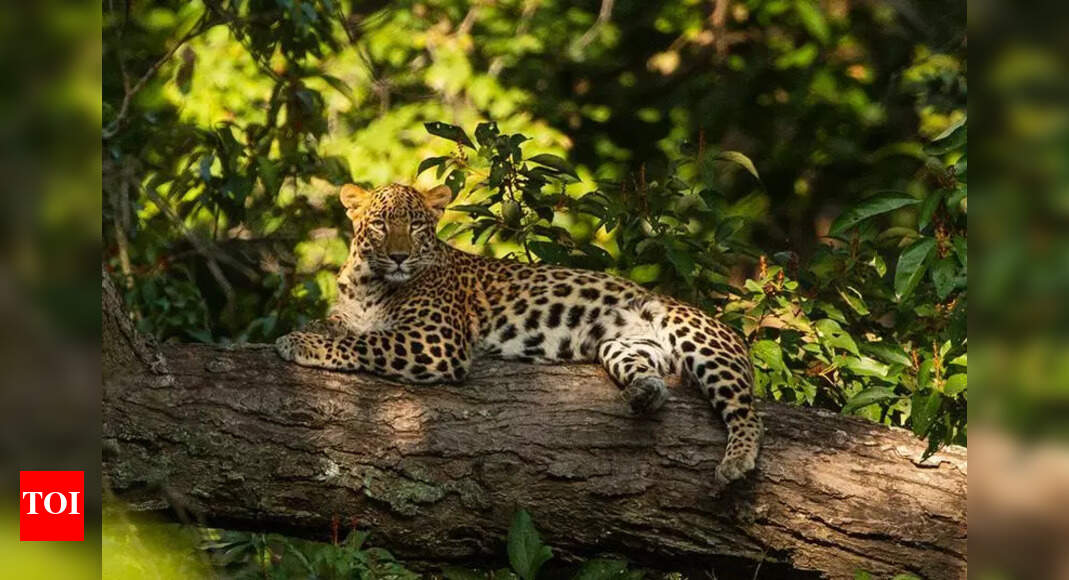 Leopards seek shelter in mango orchards after sugarcane harvest, spark ...