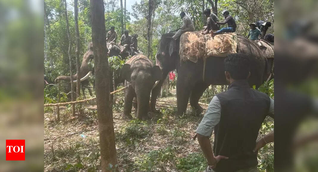 Elephant causing fear captured, third in a week | Mysuru News - The ...
