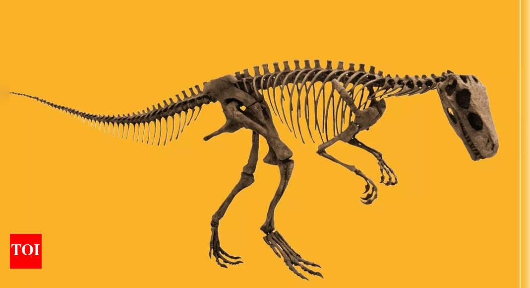 168-million-year-old plant-eating dinosaur fossil discovered in Morocco; oldest on record ...