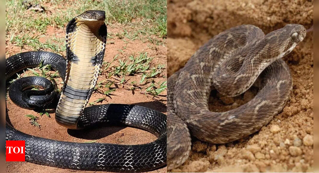 Cobra Vs Viper Differences Chart - Infoupdate.org