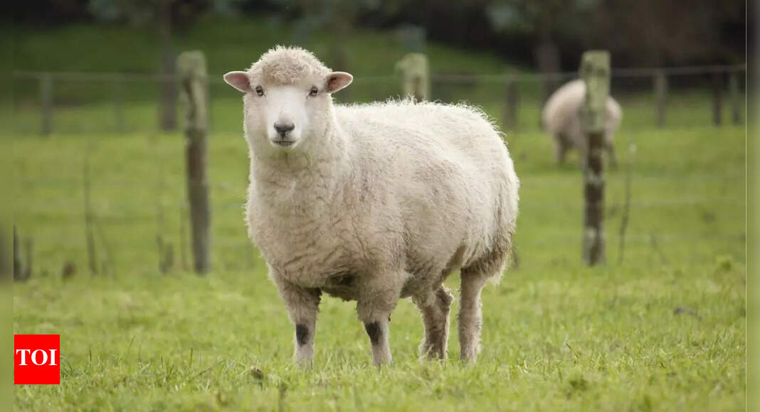 World’s first case of bird flu in sheep found in England: Here's what ...