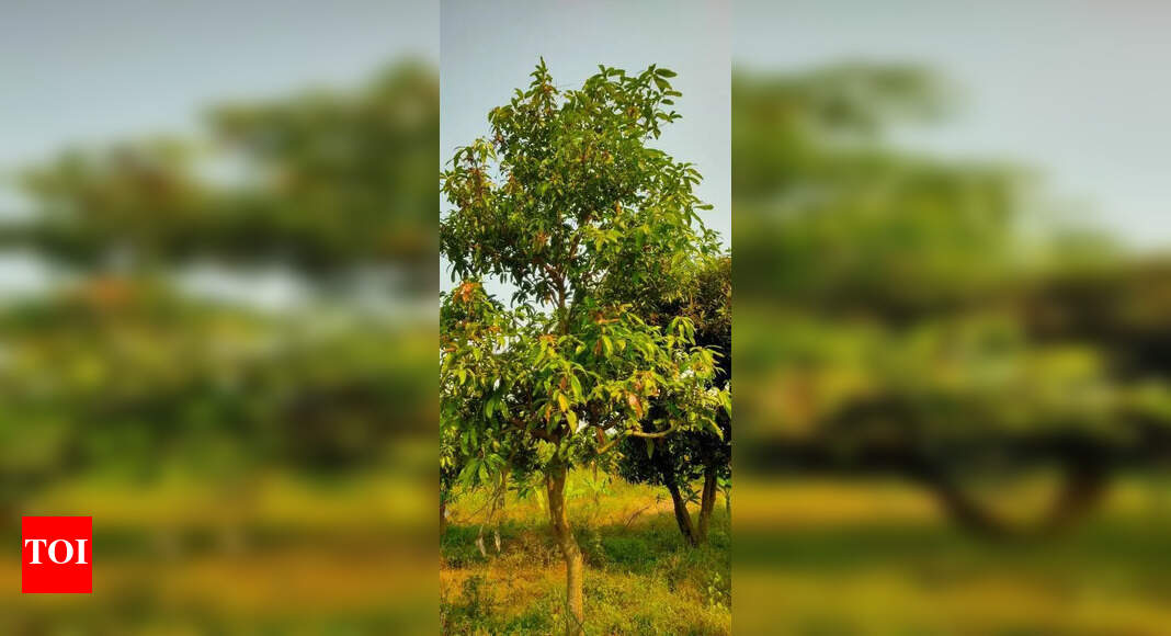 Grafting mango magic: T’s forgotten varieties make a comeback ...