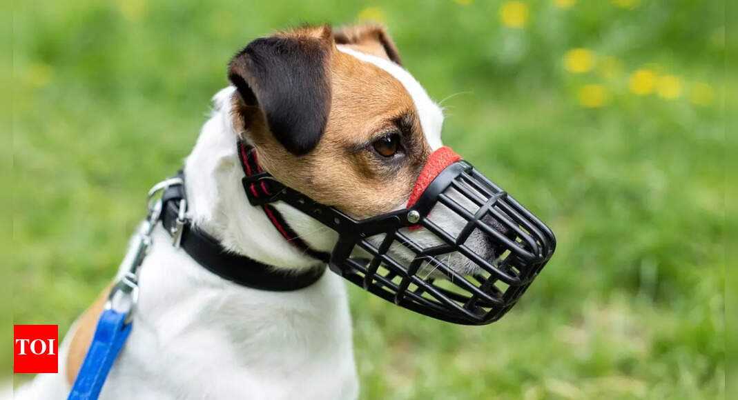 Decoding the muzzle puzzle: All you need to know before putting a muzzle on your dog - Times of ...